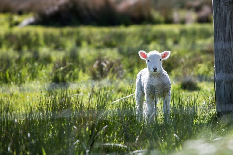 Lamb Of God (1) | mrtonyfrench